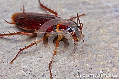 Cockroach Royalty Free Stock Image - Image: 26284496