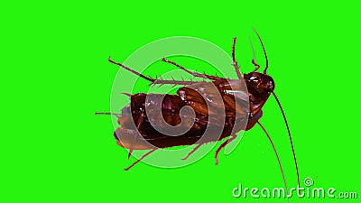 Cockroaches on Isolated Green Screen Stock Footage - Video of nature ...