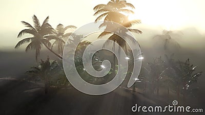 Coco Palm Trees Tropical Landscape 2 Stock Footage - Video of exotic ...