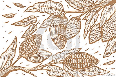 Cocoa Bean Tree Hand Draw Set-illustration - Out Line Cartoon Vector ...