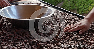 Cocoa beans picked by hand stock video. Video of quality - 175771573