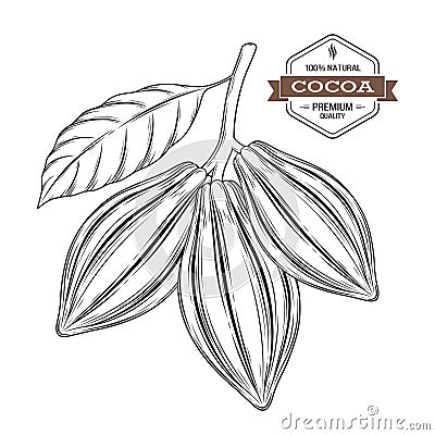 Cocoa Pods Vector Illustration. Cocoa Label, Emblem, Symbol ...
