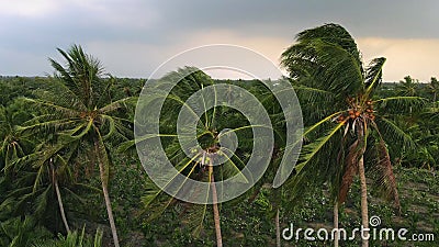 Coconut Palm Tree Blowing in the Winds before Heavy Hurricane. Stock ...