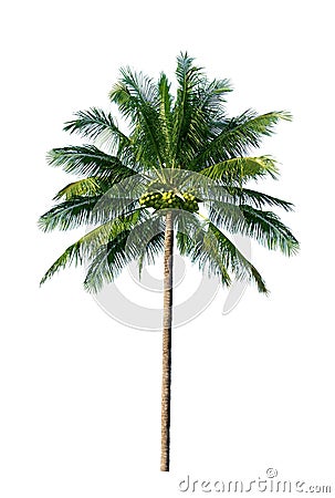 Coconut Tree Royalty Free Stock Photography - Image: 11932287