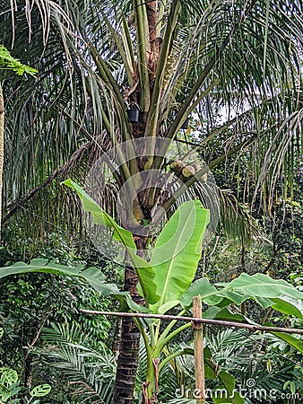 The Coconut Tree That Is Being Tapped For Its Flowers, You Can See ...