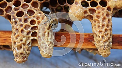 Cocoons Queen bees stock video. Video of bees, beauty - 83724375