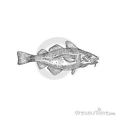 Cod Or Codfish Hand Drawn Vector Illustration. Abstract Fish Sketch ...