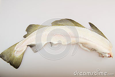 Cod Skeleton Stock Photo - Image: 59643953