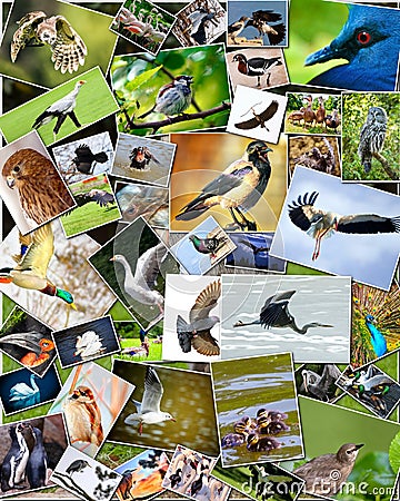 Collage Of Birds Stock Photo - Image: 38973382