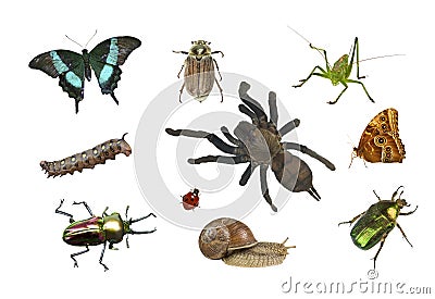 Collage De Diversos Insectos En El Fondo Blanco Foto de archivo ...