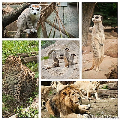 Collage De La Fauna Foto de archivo - Imagen: 53706866
