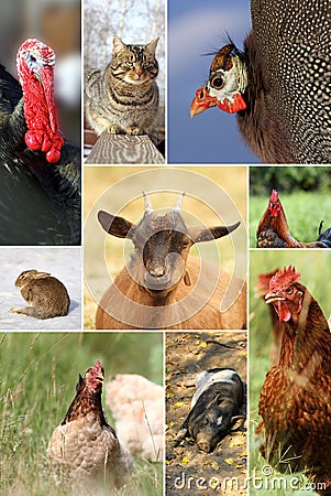 3,346 Collage Animals Photos - Free & Royalty-Free Stock Photos from ...