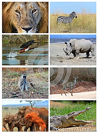 Collage Fauna Of Kenya Royalty-Free Stock Image | CartoonDealer.com ...