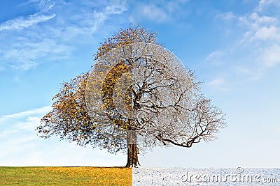 Collage Tree Autumn Vs. Winter Stock Photography - Image: 23446832