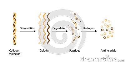 Collagen Digestion, Denaturation, Degradation. Collagen Digestion ...