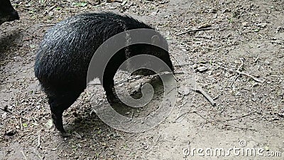Collared Peccary, Small Black Boar, Explores the Area, Looking Around ...