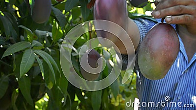Collecting Mango Fruit Manually Stock Video - Video of manually, tree ...