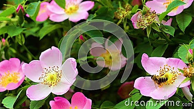 Flying Bee Over Bloomed Brier Stock Footage - Video of flower, motion ...