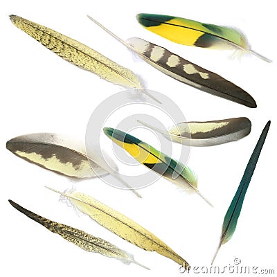 Collection Of Bird's Feathers Royalty Free Stock Photo - Image: 26282235