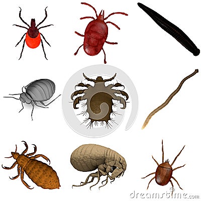 Collection Of Parasites Royalty Free Stock Photography - Image: 31202517