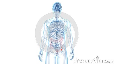 Colon cancer stock video. Video of intestine, anatomical - 35469328