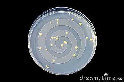 110 Micrococcus Luteus Photos - Free & Royalty-Free Stock Photos from ...