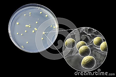 Colonies Of Micrococcus Luteus Bacteria On Agar Plate Royalty-Free ...