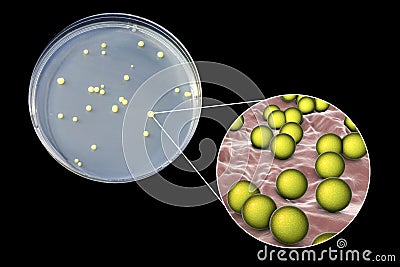 Colonies Of Micrococcus Luteus Bacteria On Agar Plate Royalty-Free ...