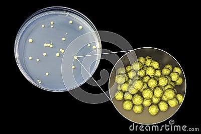 Colonies Of Micrococcus Luteus Bacteria On Agar Plate Royalty-Free ...