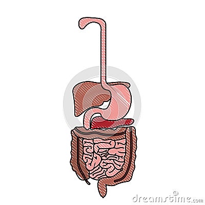 Color Crayon Realistic Silhouette Human Digestive System Vector ...