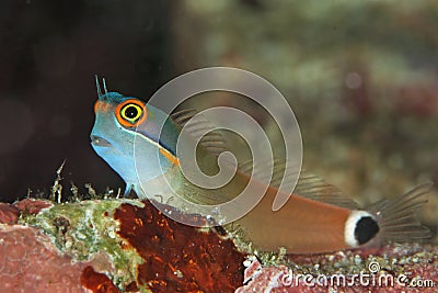 Colorful Blenny Fish Stock Image - Image: 11552131
