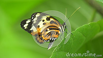 Colorful Butterfly Opening and Closing Its Wings Stock Footage - Video ...