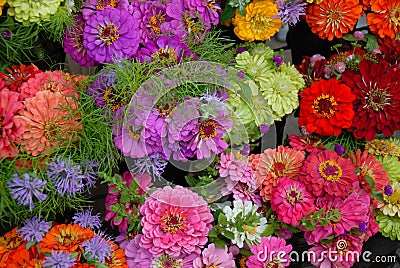 Colorful Daisy Flowers Stock Photo - Image: 14924030