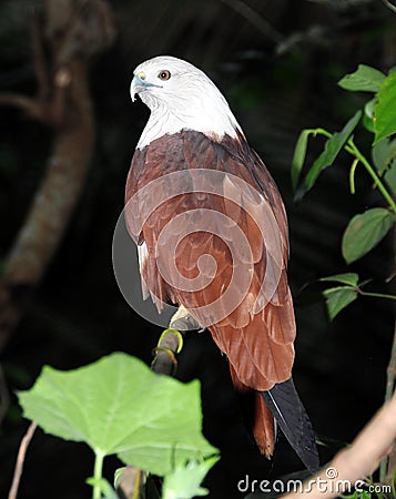 Colorful Eagle Royalty Free Stock Images - Image: 6694089