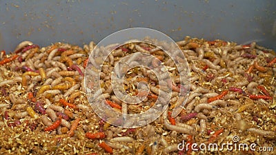 Colored Maggots Stock Footage & Videos - 5 Stock Videos