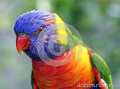 Colorful Parrot Royalty Free Stock Photos - Image: 5782198
