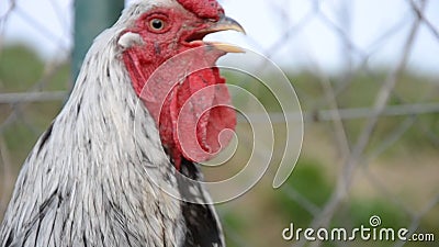 Colorful Rooster Crows at a Farm, Slovakia Stock Footage - Video of ...