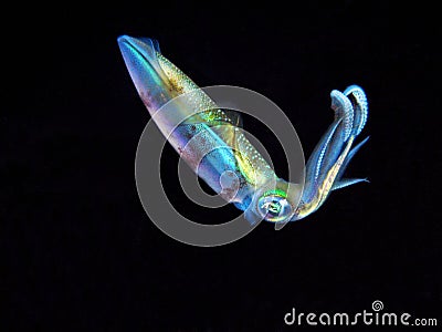 Colorful Squid Stock Photography - Image: 1227132