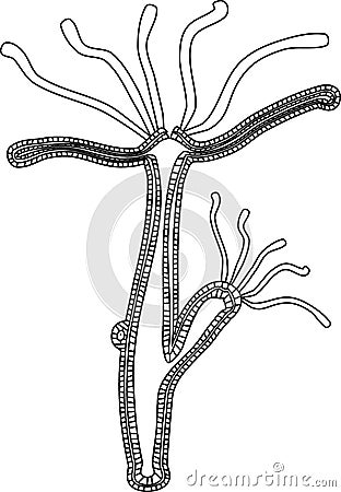 Coloring Page With Structure Of Hydra Polyp Vector Illustration ...