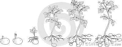 Coloring With Potato Plant Growth Cycle Stock Vector - Image: 73346357