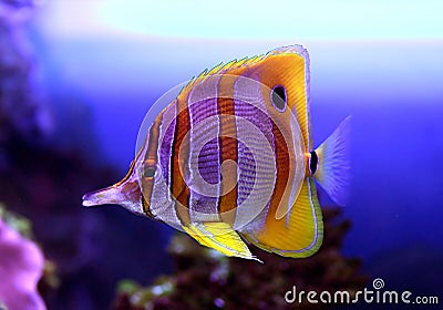 Colourful Sixspine Butterfly-fish Royalty Free Stock Images - Image ...