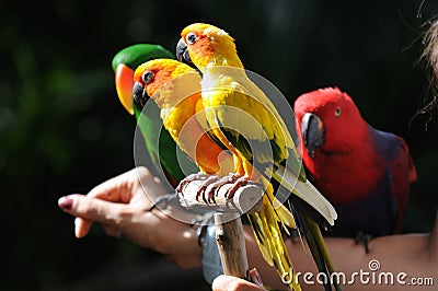Colourful Small Parrots Royalty-Free Stock Image | CartoonDealer.com ...