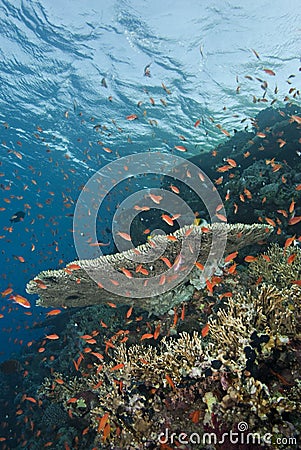Colourful Tropical Coral Reefscape. Stock Photography | CartoonDealer ...