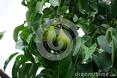 Column Pear `Obelisk` Optically Captivates With Its Appealing Growth ...