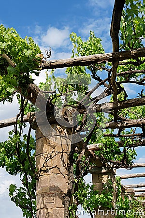 Columns & Grape Vines Stock Photo - Image: 21366490