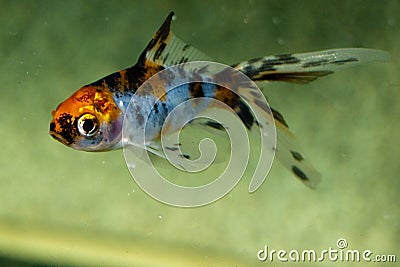 Comet Goldfish In Aquarium Stock Images - Image: 13060664