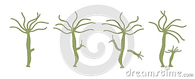 Asexual Reproduction Of Hydra Stock Photography | CartoonDealer.com ...