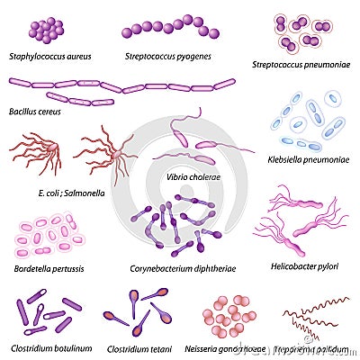 Common Bacteria Infecting Human Royalty Free Stock Images - Image: 18910209