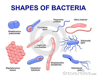 Common Bacteria Infecting Human Vector Illustration | CartoonDealer.com ...