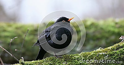 Common Blackbird Turdus Merula Sits and Poop in the Tree. Early Spring ...
